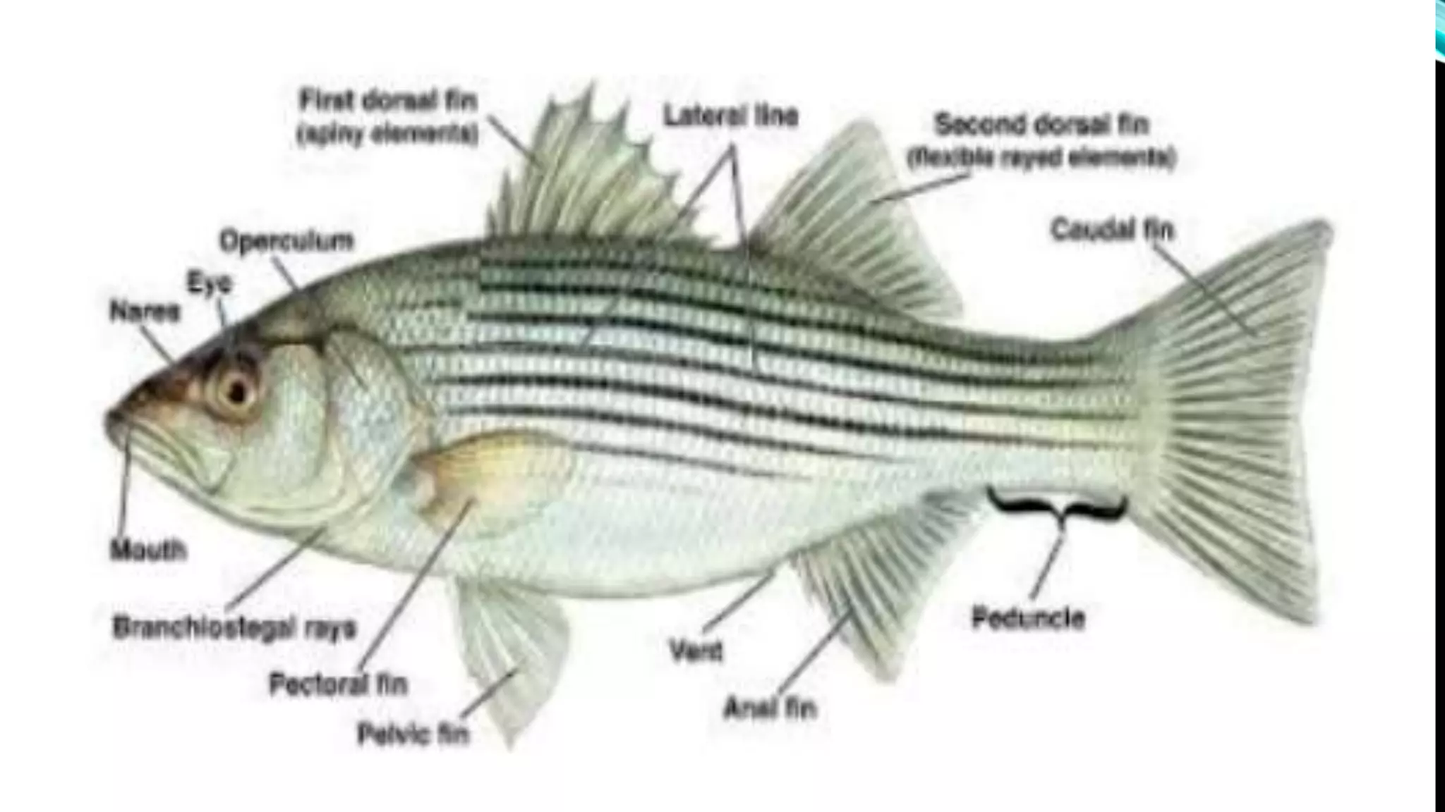 PARTS OF A FISH.pptx