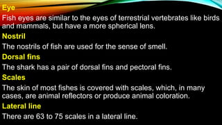 PARTS OF A FISH.pptx