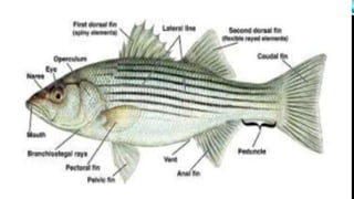 PARTS OF A FISH.pptx