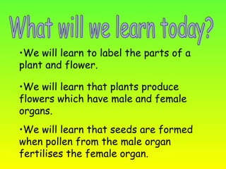 Parts Of A Flower | PPT