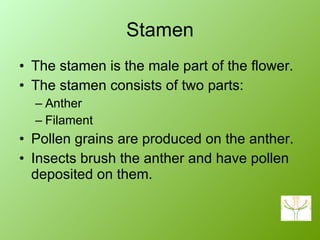 Parts+of+a+flower | PPT