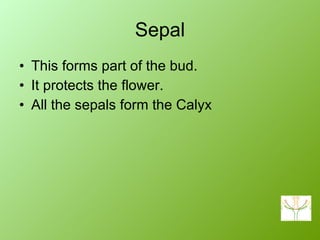 Parts+of+a+flower | PPT