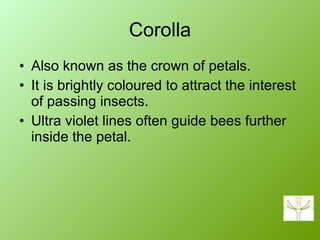 Parts+of+a+flower | PPT