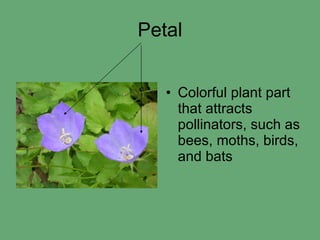 Parts of a flower | PPT | Gardening | Home & Garden