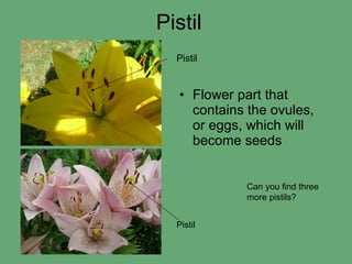 Parts of a flower | PPT