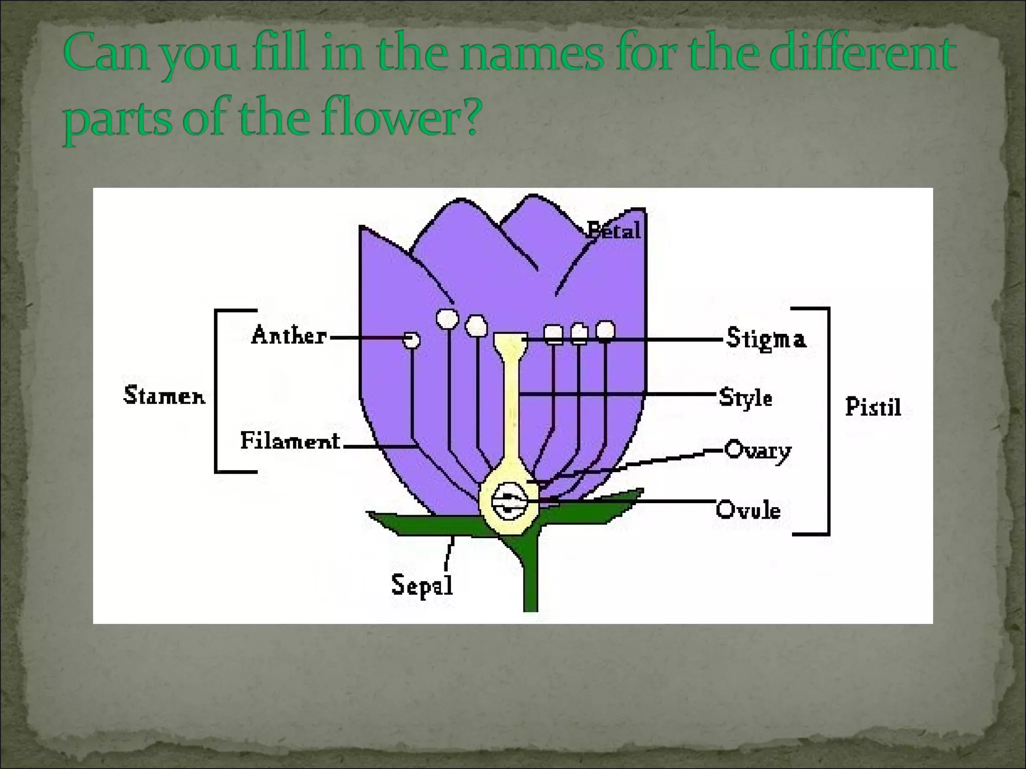 Parts of a flower | PPT