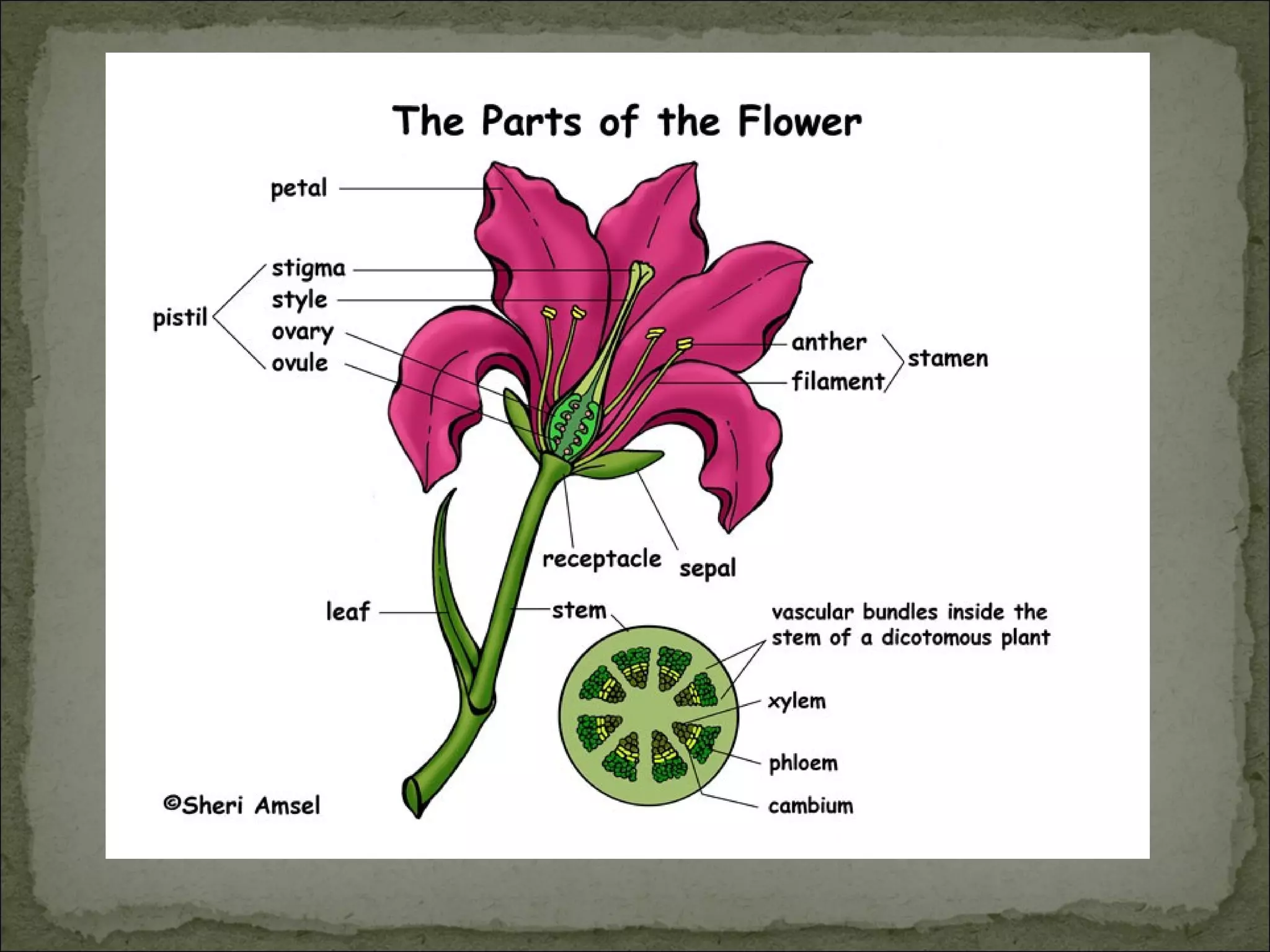 Parts of a flower | PPT