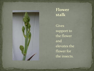 Parts of a flower | PPT