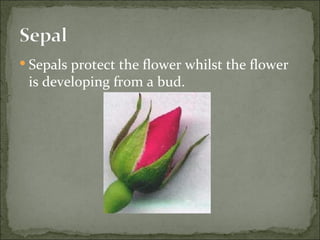Parts of a flower | PPT