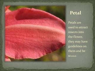 Parts of a flower | PPT