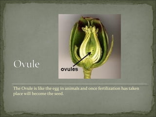 Parts of a flower | PPT