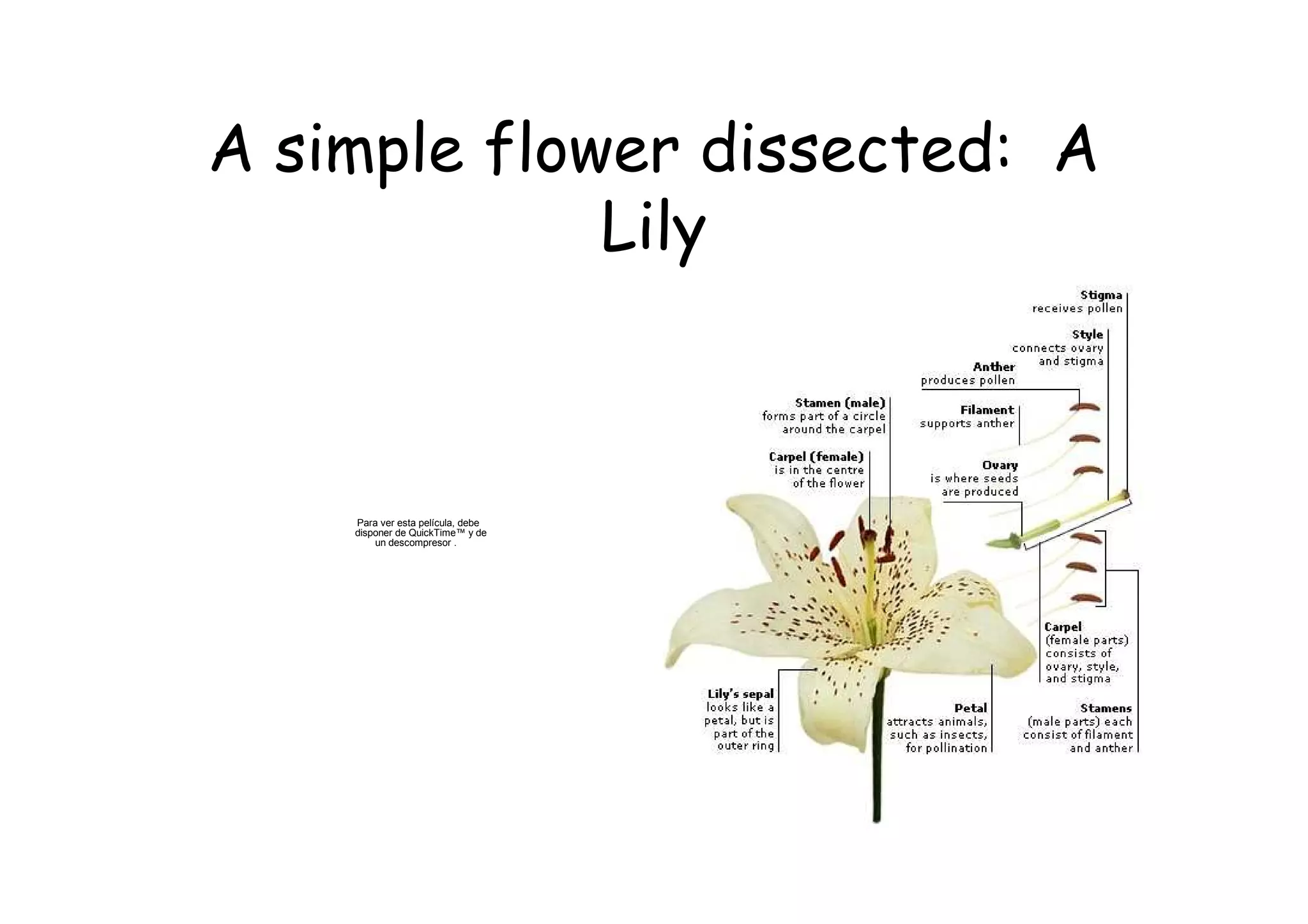 Parts of a flower | PDF