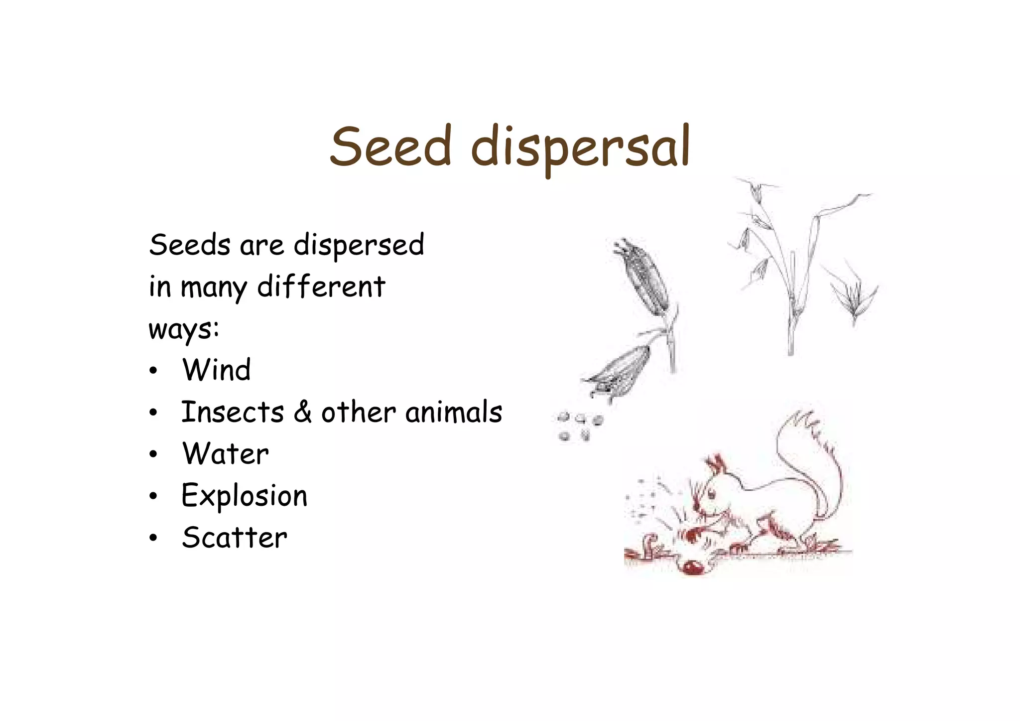 Parts of a flower | PDF