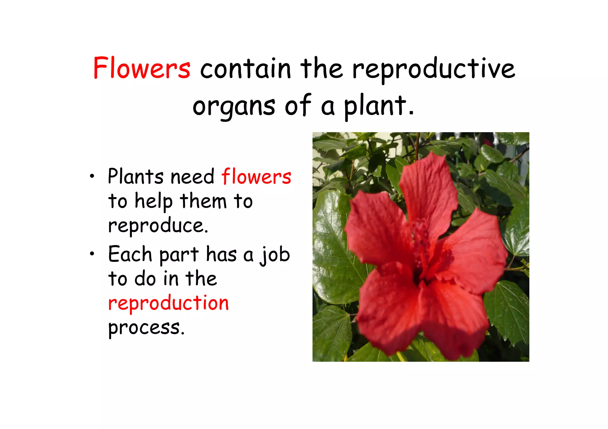 Parts of a flower | PDF