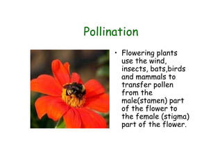 Parts of a flower | PDF