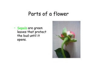 Parts of a flower | PDF