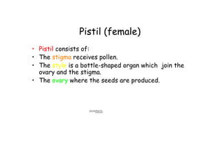 Parts of a flower | PDF