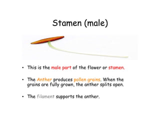 Parts of a flower | PDF