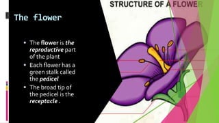 Parts of a flower and reproduction (3) | PPT
