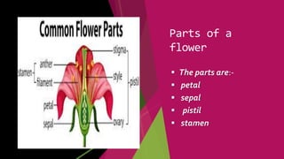 Parts of a flower and reproduction (3) | PPT
