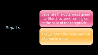 Parts of a flower and reproduction (3) | PPT