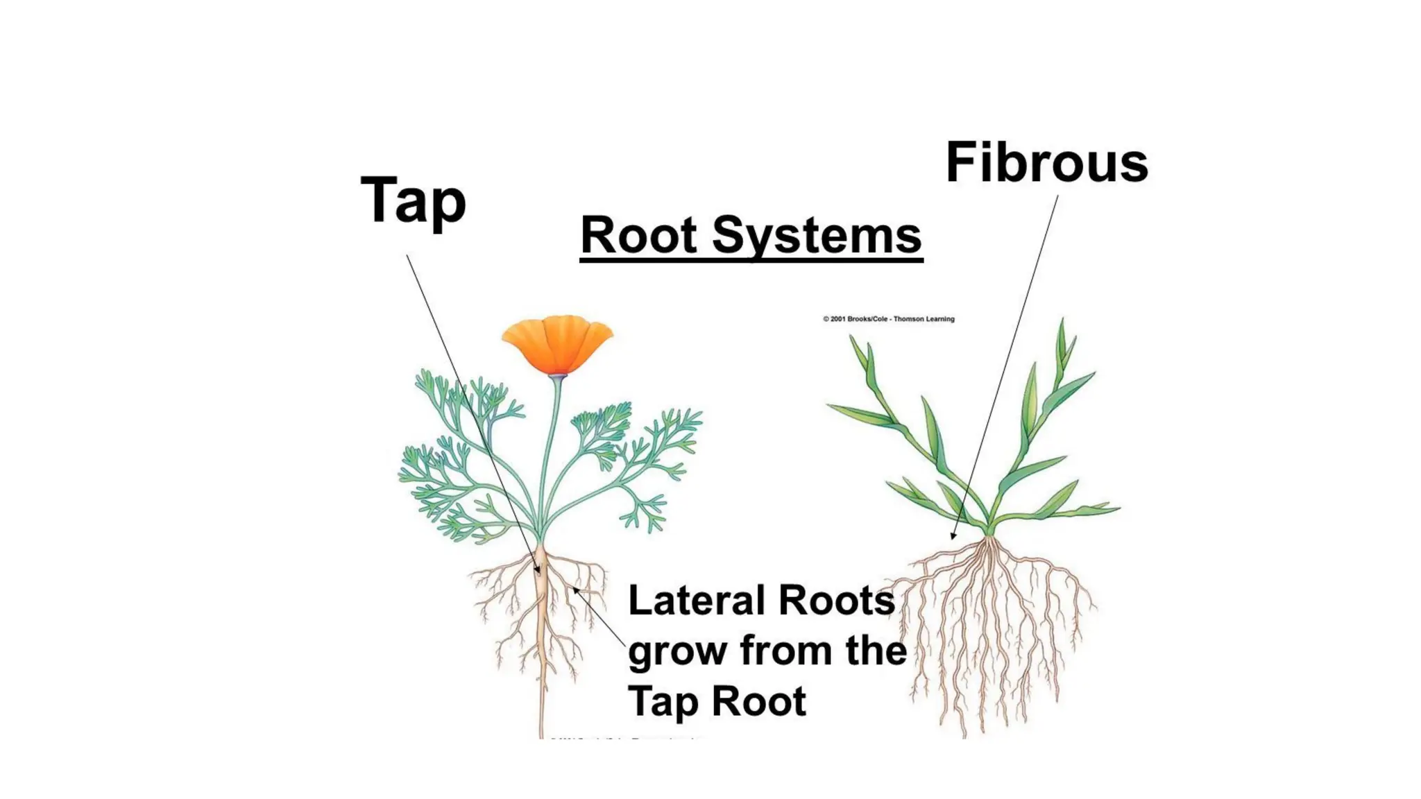 Parts of a Flowering Plant PRESENTATIONS | PDF | Gardening | Home & Garden