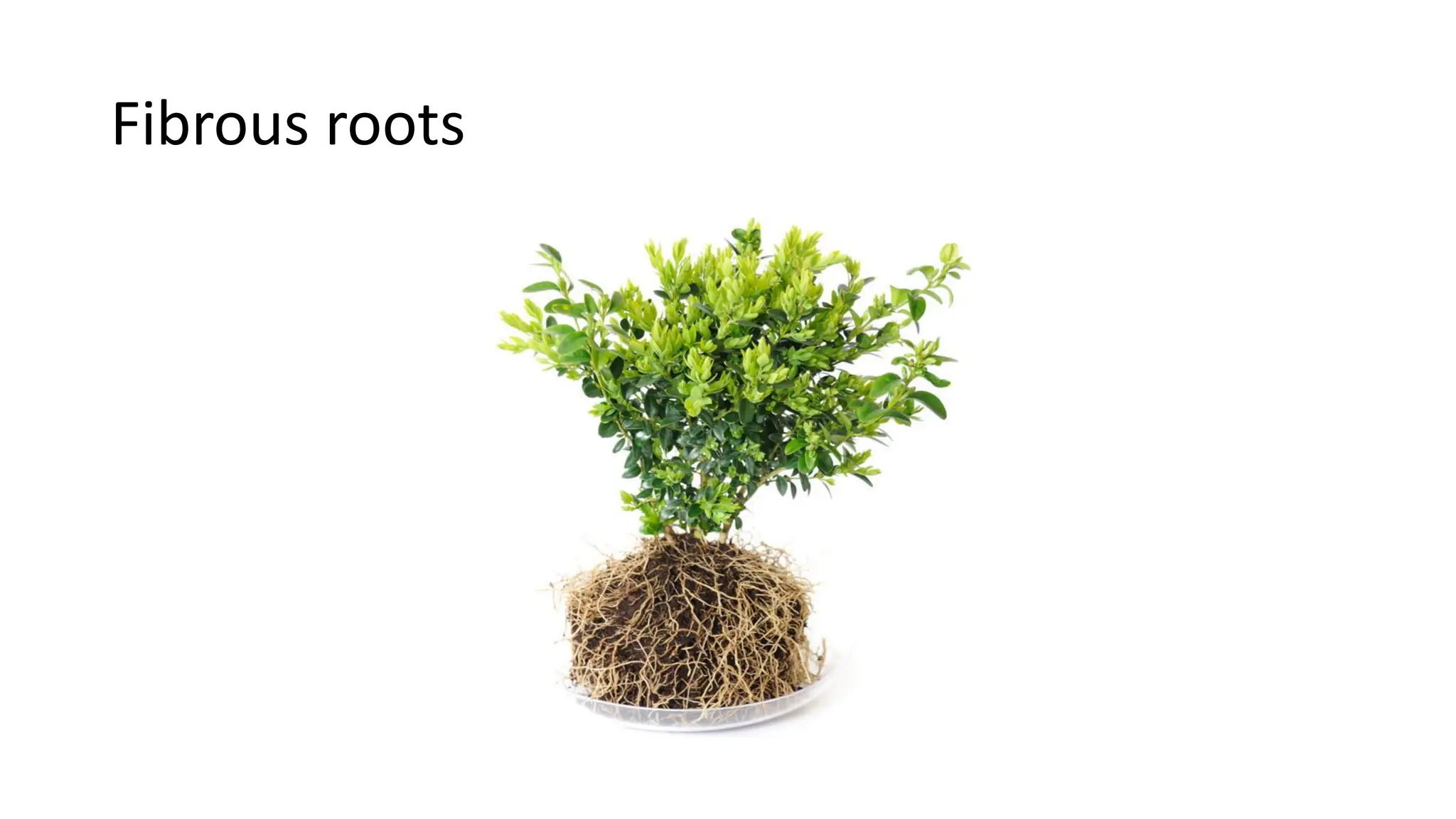 Parts of a Flowering Plant PRESENTATIONS | PDF | Gardening | Home & Garden