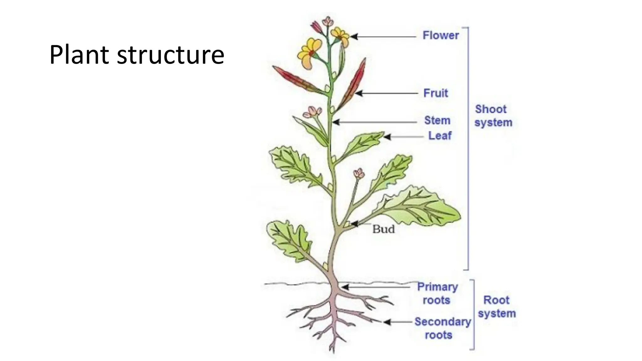 Parts of a Flowering Plant PRESENTATIONS | PDF | Gardening | Home & Garden