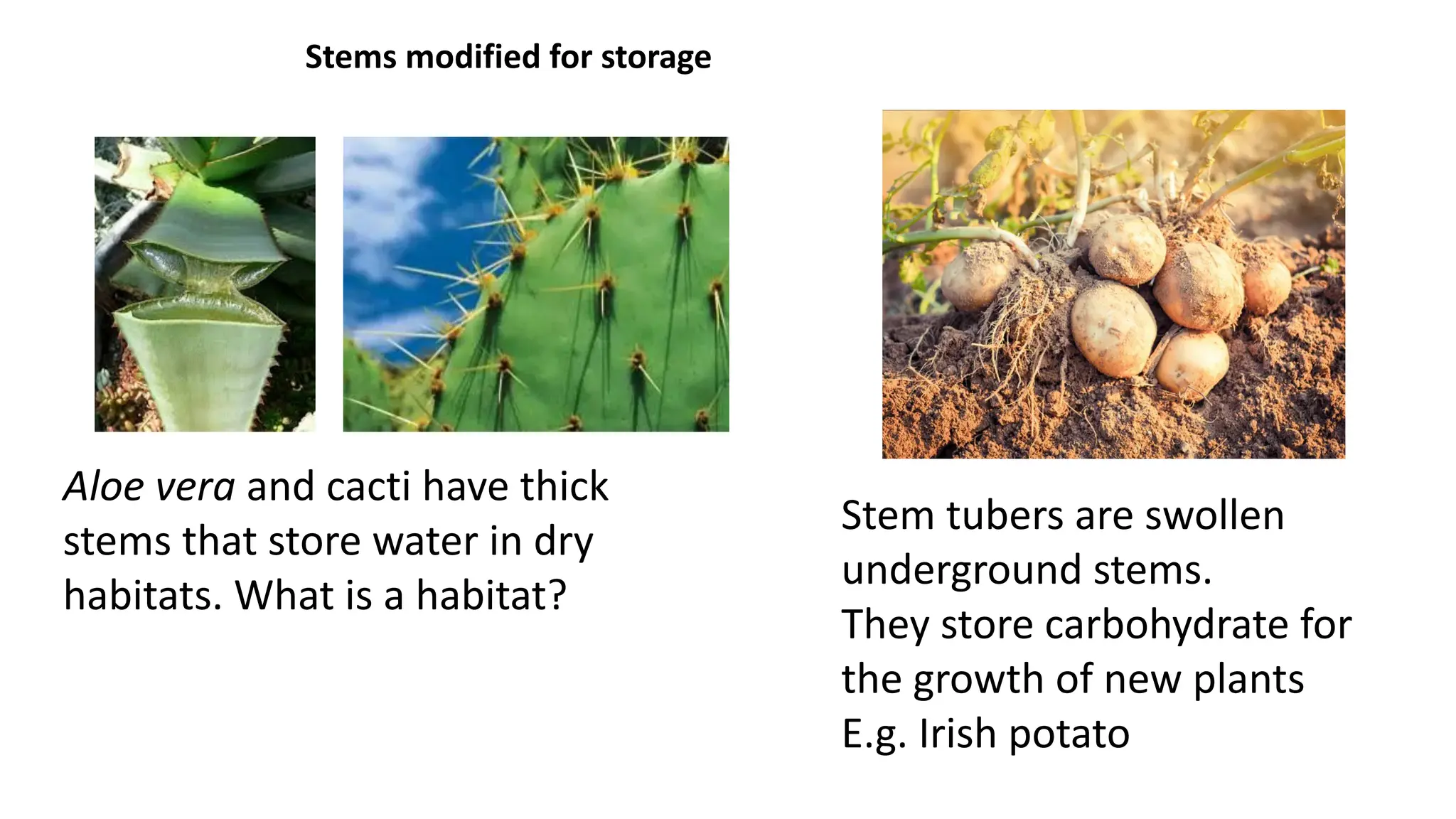 Parts of a Flowering Plant PRESENTATIONS | PDF | Gardening | Home & Garden