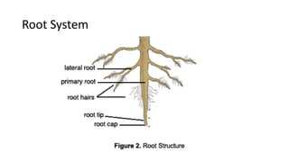 Parts of a Flowering Plant PRESENTATIONS | PDF | Gardening | Home & Garden