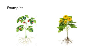 Parts of a Flowering Plant PRESENTATIONS | PDF | Gardening | Home & Garden