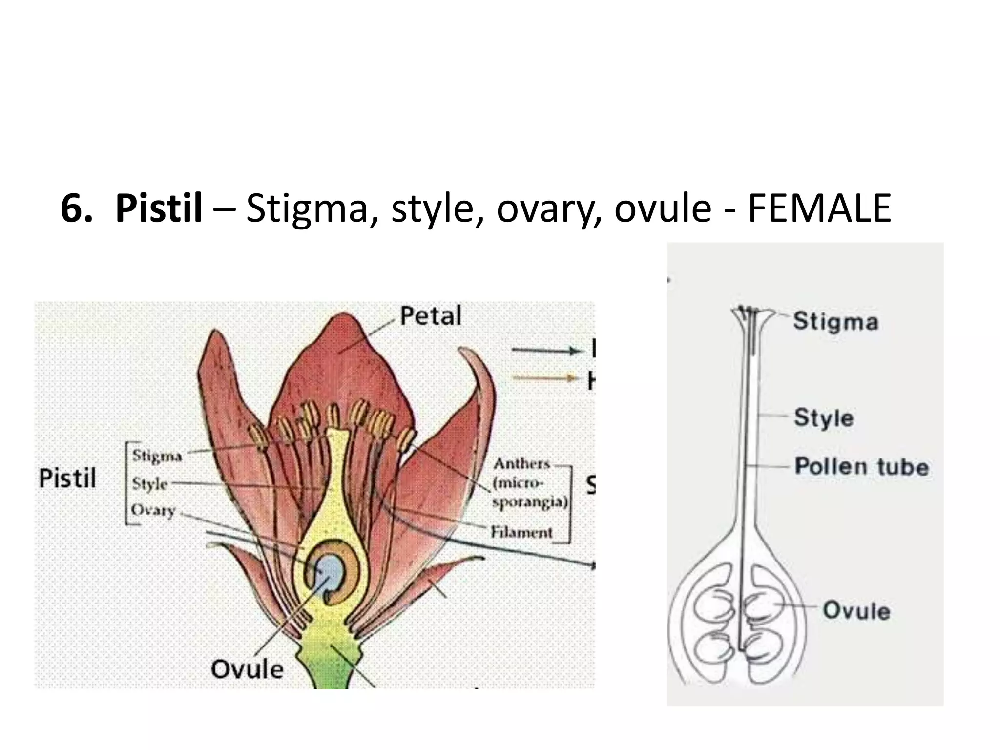 Parts of a flower notes | PPTX
