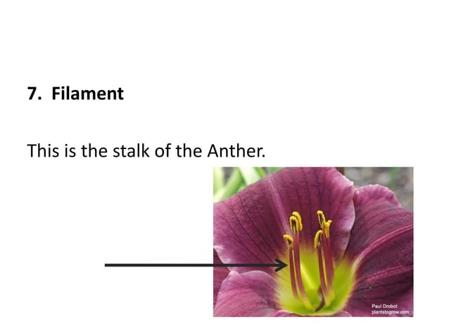 Parts of a flower notes | PPT