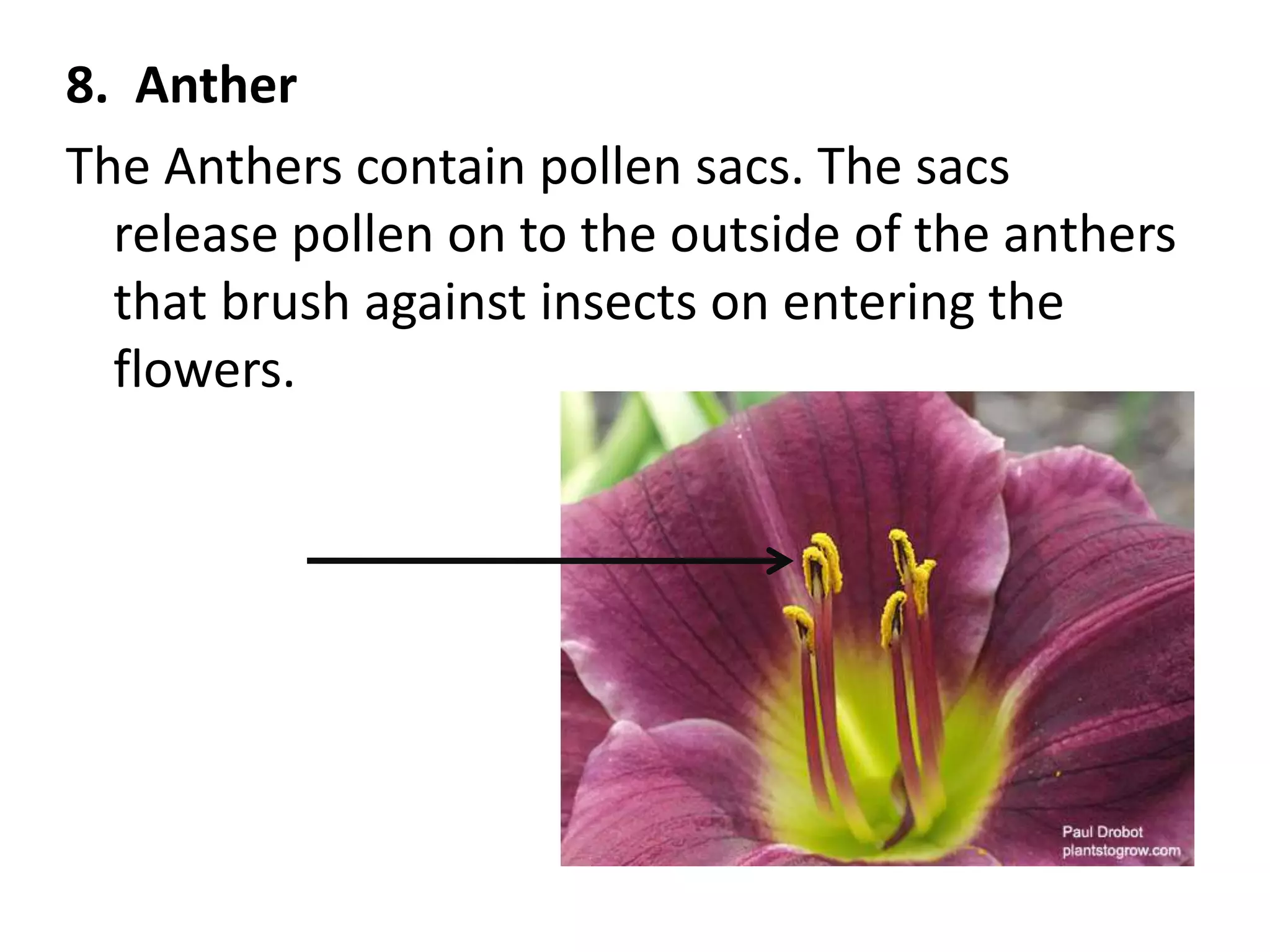 Parts of a flower | PPTX