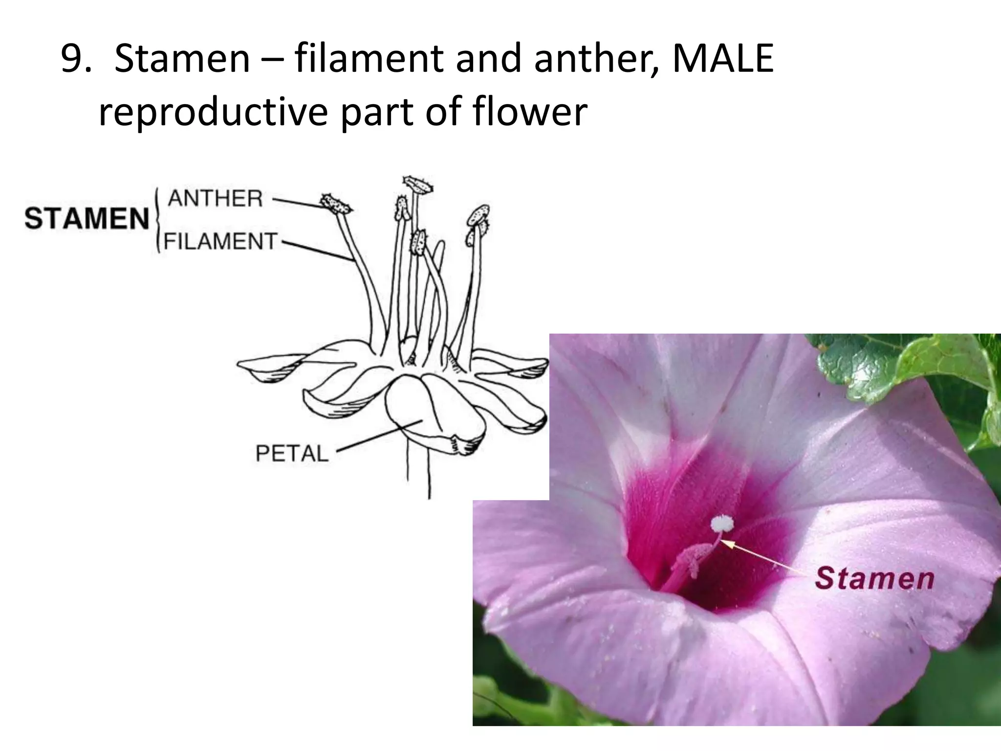Parts of a flower | PPTX