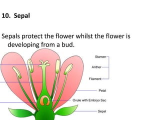 Parts of a flower | PPTX