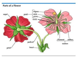 Parts of a flower | PPTX