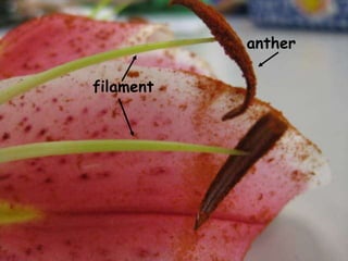 Parts of a Flower (Tiger Lily).ppt