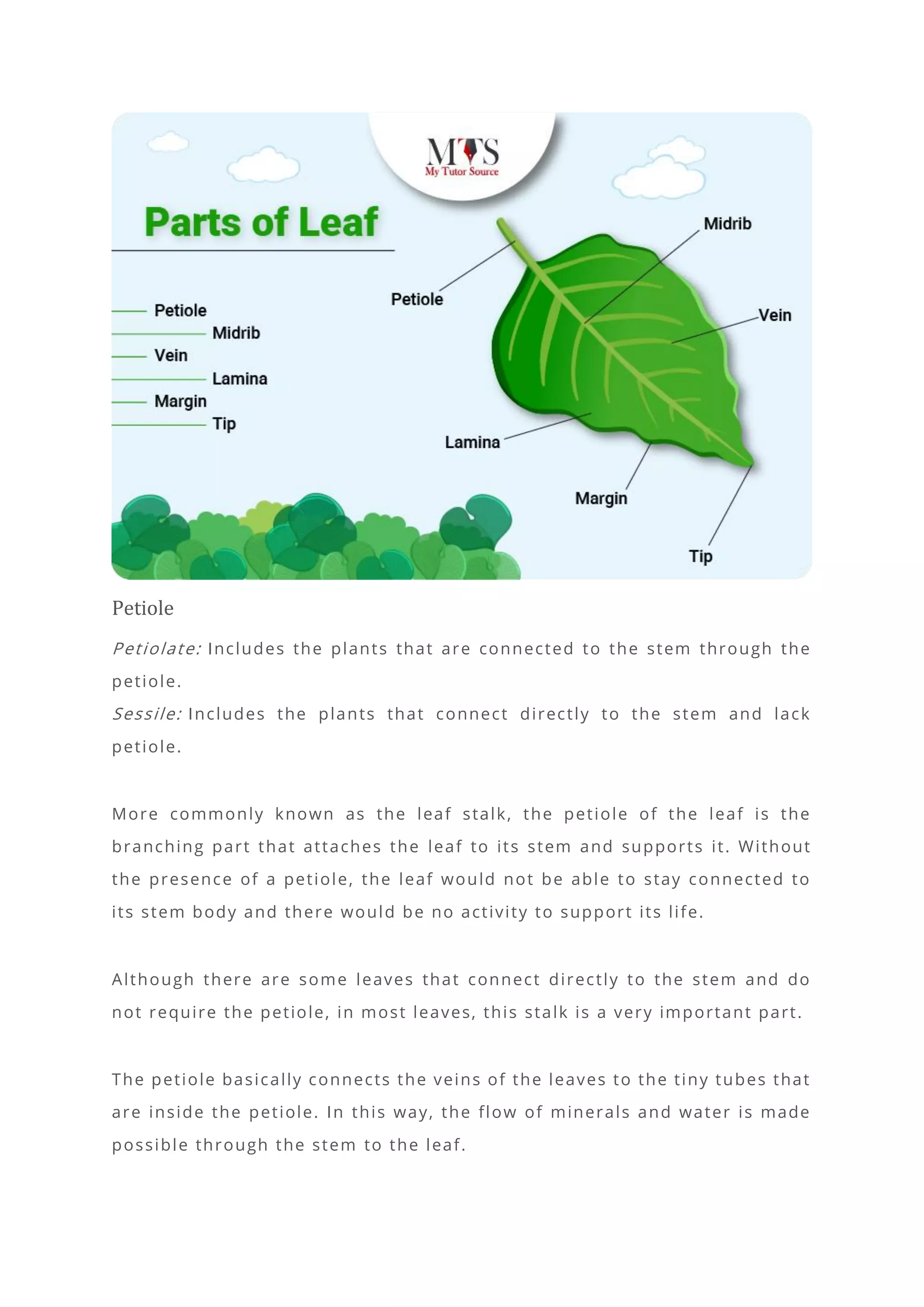 Parts of a Leaf and Their Life Saving Functions | PDF
