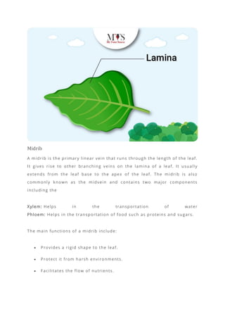 Parts of a Leaf and Their Life Saving Functions | PDF