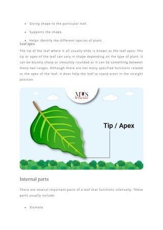 Parts of a Leaf and Their Life Saving Functions | PDF