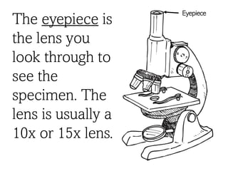 Compound Microscope Labeled