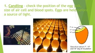 Parts of an Egg.pptx