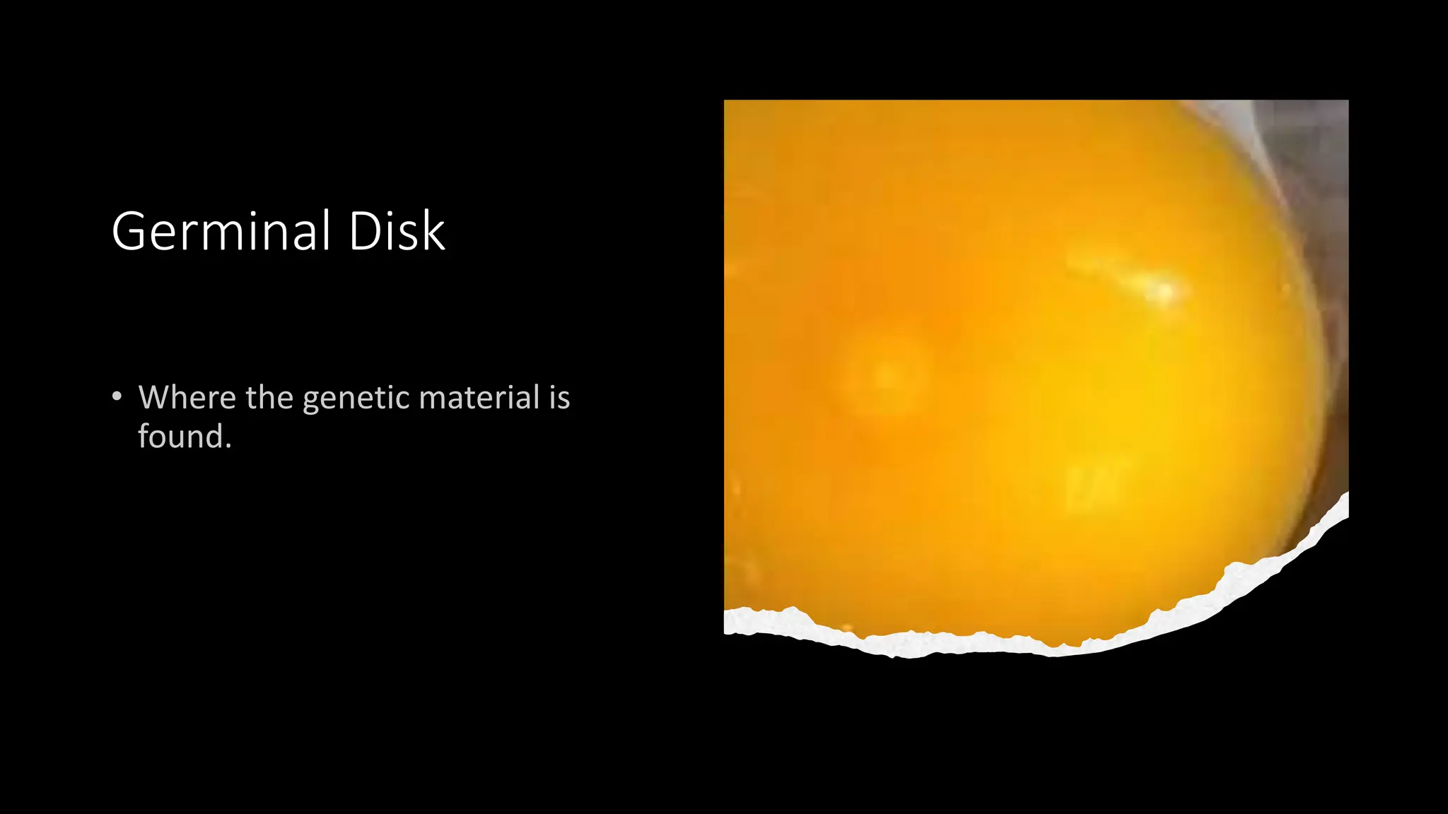 Parts of an Egg.pptx