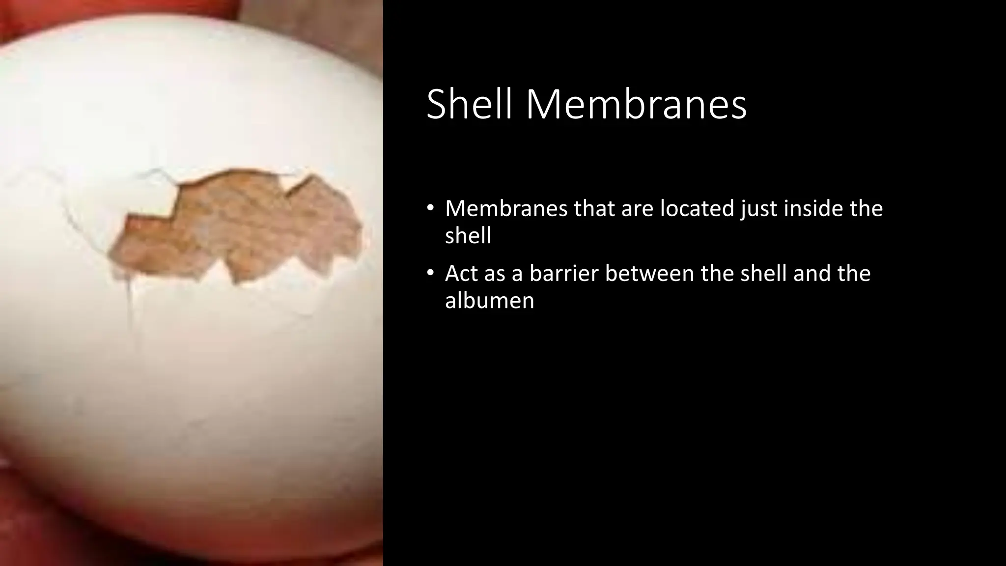 Parts of an Egg.pptx