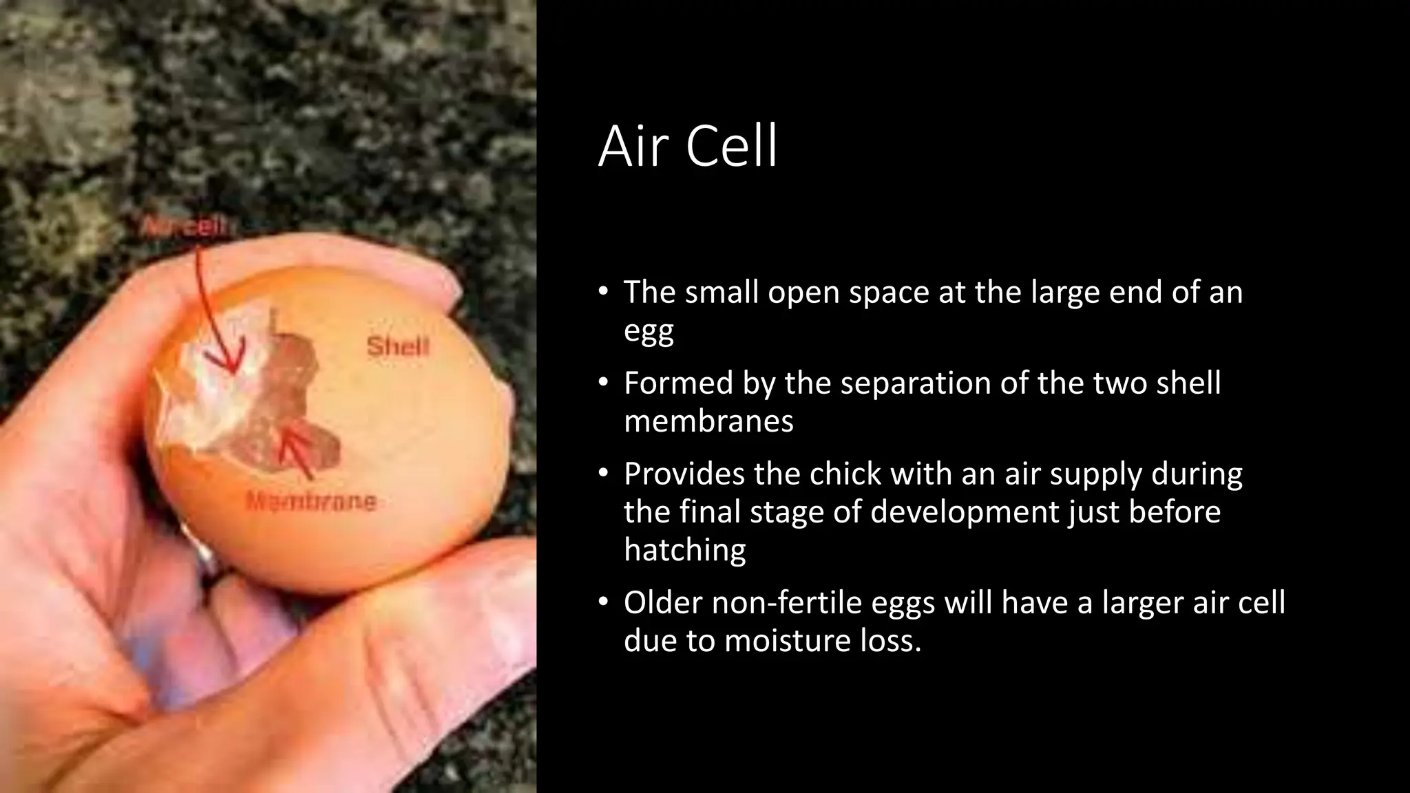 Parts of an Egg.pptx