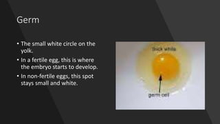 Parts of an Egg.pptx