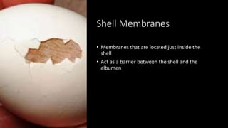 Parts of an Egg.pptx