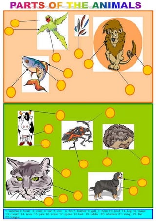 Parts of animals | PDF