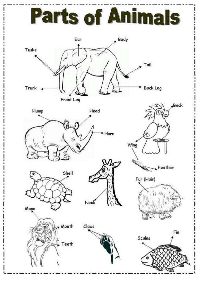 Parts of animals